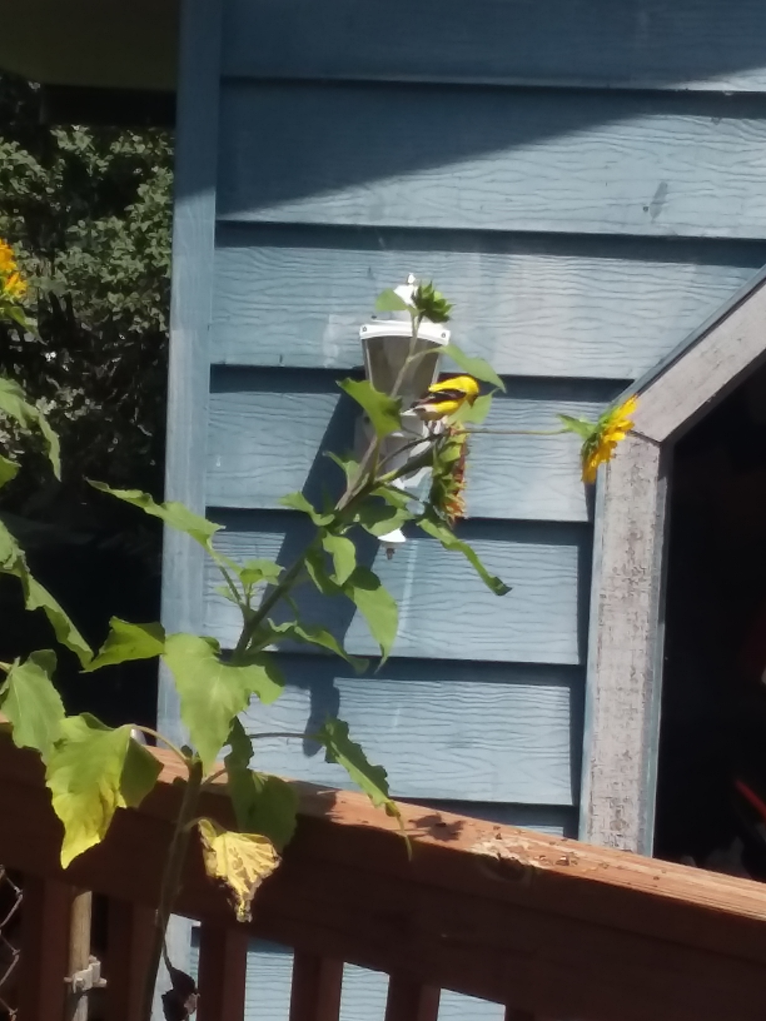 Beautiful Interruptions – The Sacrifice Of Praise